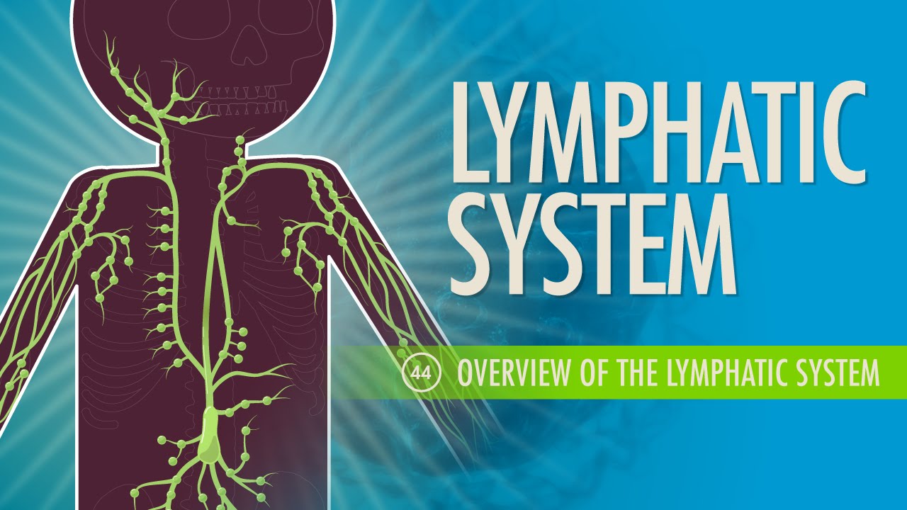 10 Fast facts about the lymphatic system - Body Ballancer